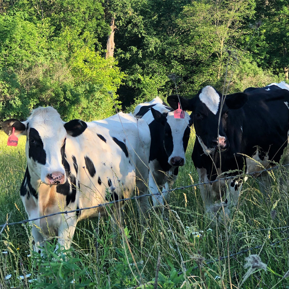 WW Homestead Dairy